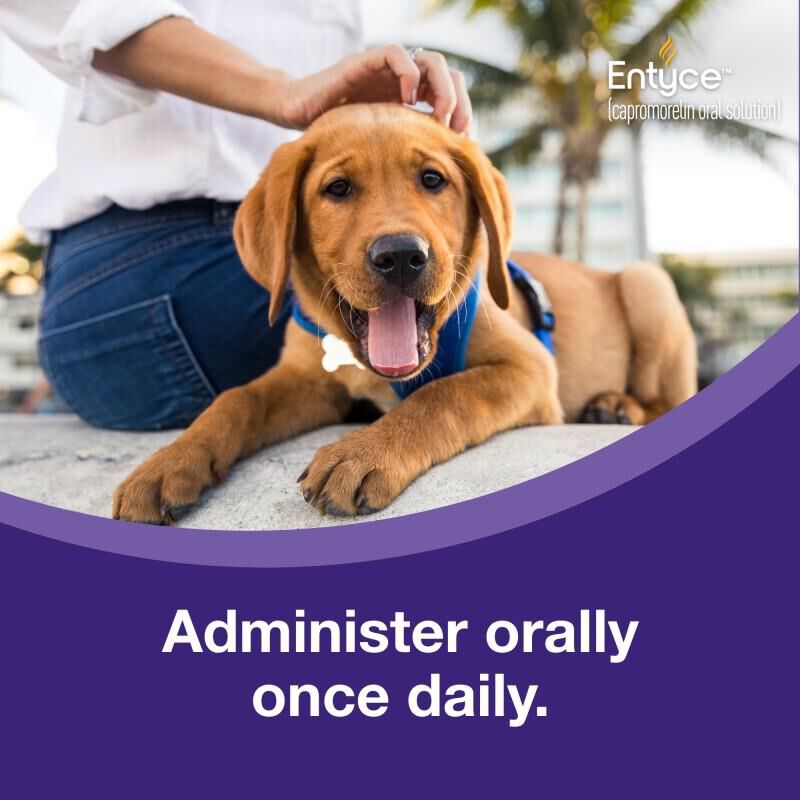 Entyce 30 mg/ml Capromorelin Oral Solution for Dogs | Free 2 Day ...