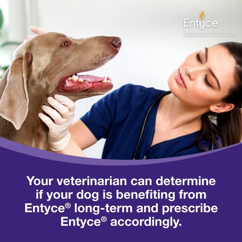 Entyce 30 mg/ml Capromorelin Oral Solution for Dogs | Free 2 Day ...