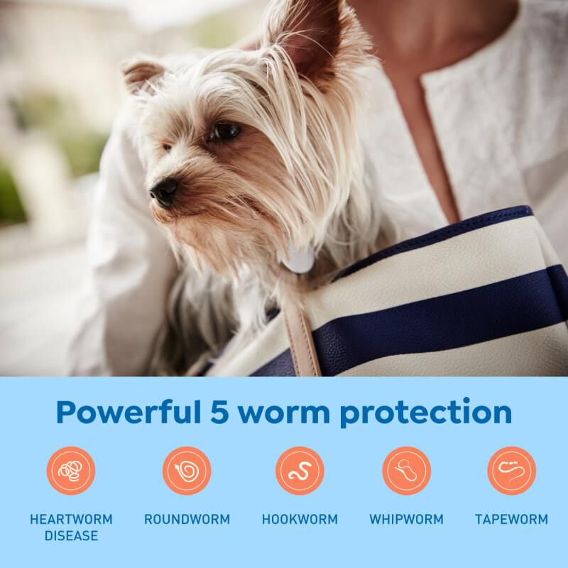 Interceptor Plus for Dogs | Free 2 Day Shipping | AKCPetRx.com