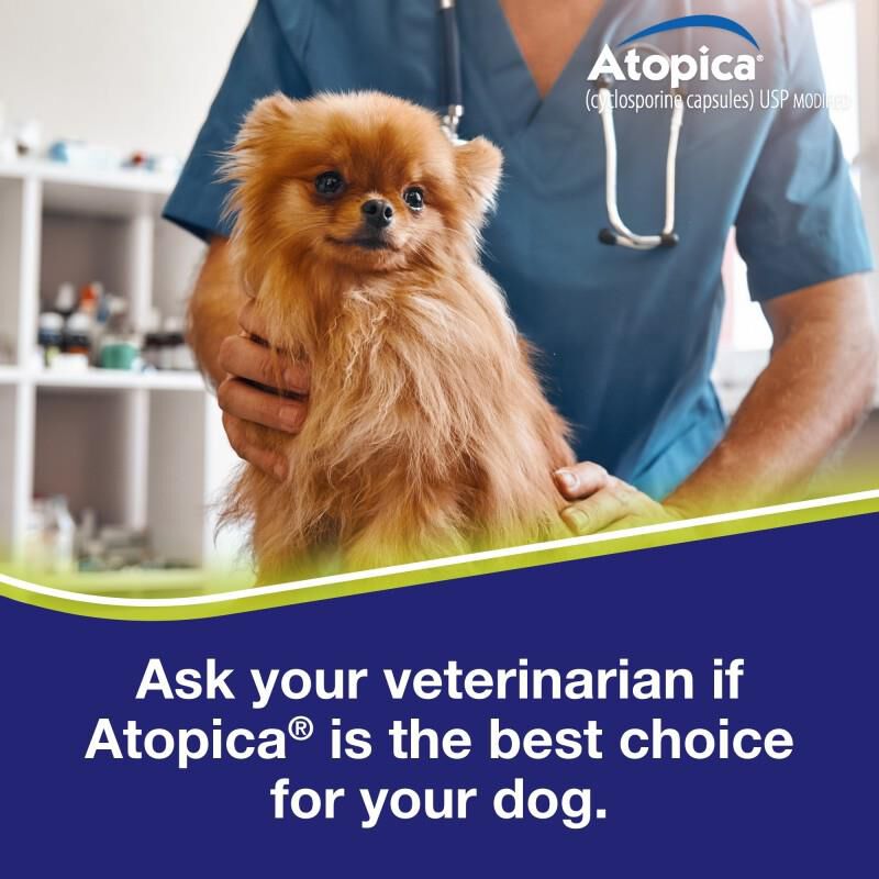 Atopica for Dogs, 15 Capsules | Free 2 Day Shipping | AKCPetRx.com